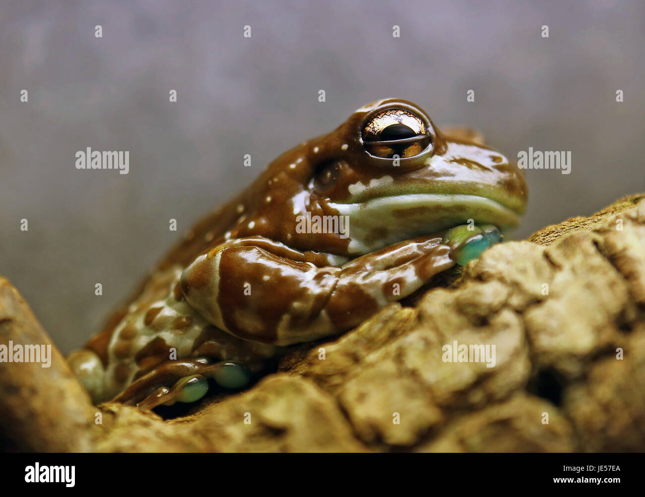 tree cave poison frog phrynohyas resinifictrix Stock Photo - Alamy