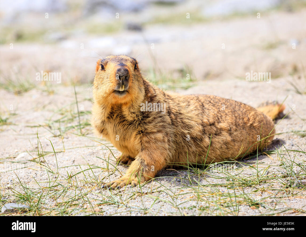Himalayan marmot in highlands of Kashmir in India Stock Photo - Alamy