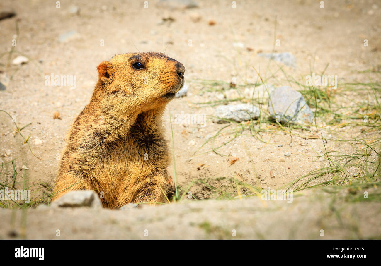 Marmota himalayana hi-res stock photography and images - Alamy
