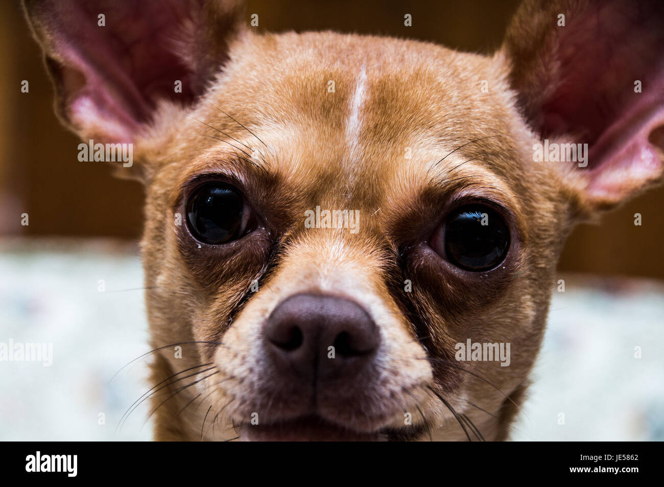 Doggy Looking Camera High Resolution Stock Photography and Images - Alamy