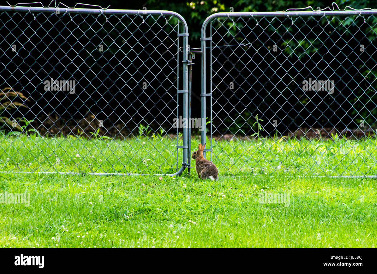 Rabbit at a gate scene 2 Stock Photo - Alamy