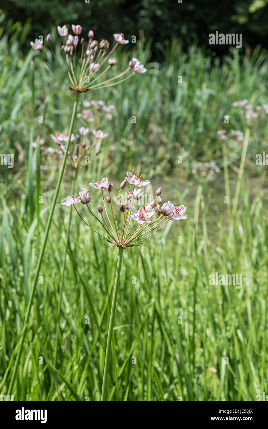 Butomus umbellatus uk hi-res stock photography and images - Alamy