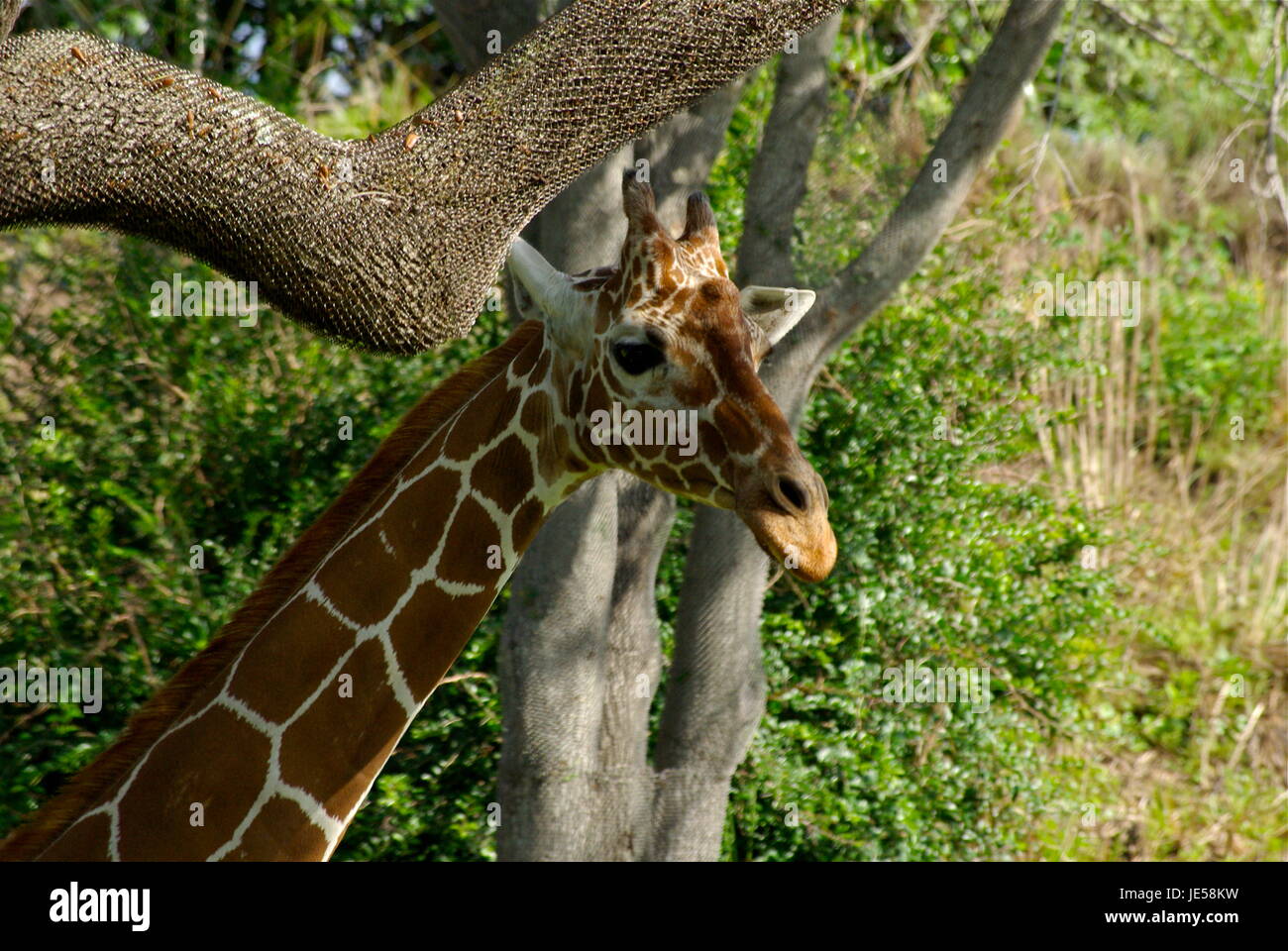 Giraffe Head in the trees Stock Photo - Alamy