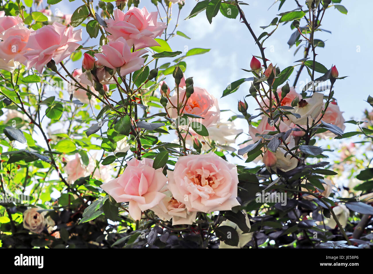 Budding white roses hi-res stock photography and images - Alamy