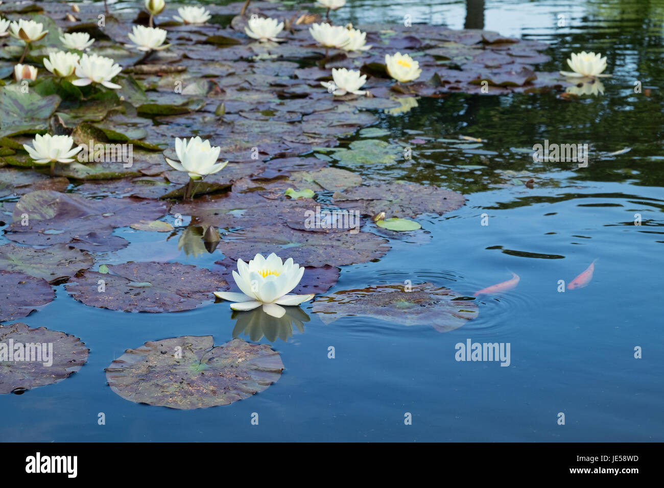 Water lily growing in fish pond Stock Photo - Alamy