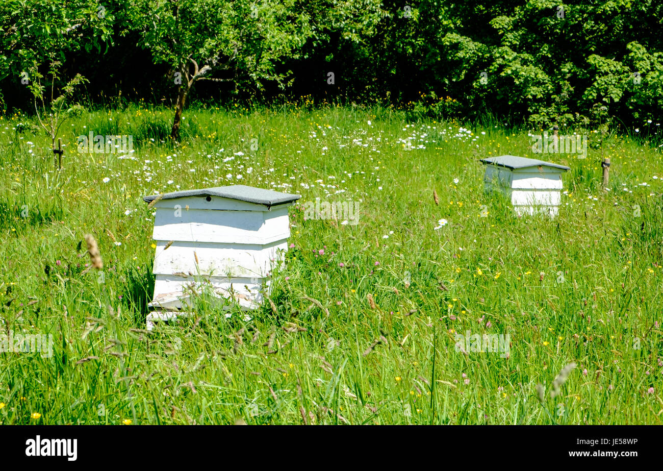 Bee hives in farm field hi-res stock photography and images - Alamy
