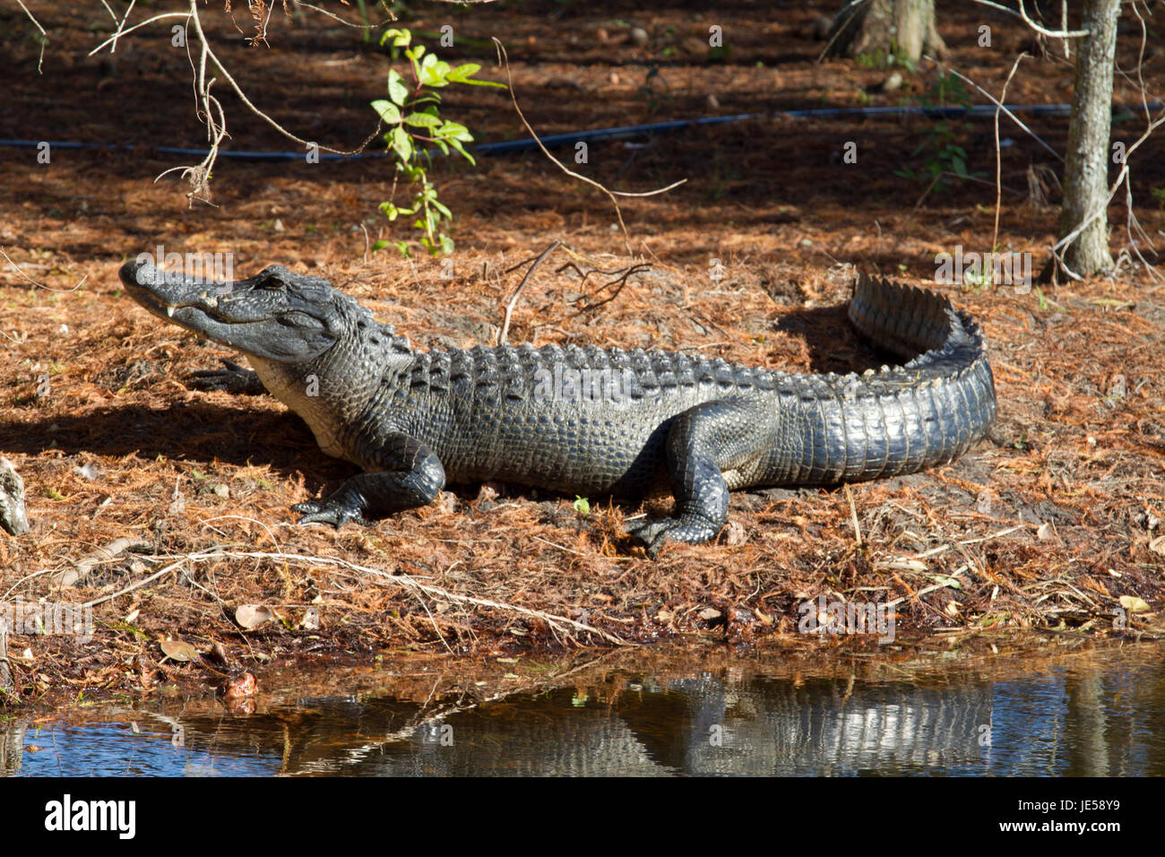 Sunning Alligator (Everglades Stock Photo - Alamy