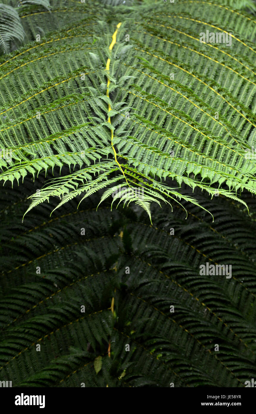 Yunque hi-res stock photography and images - Alamy