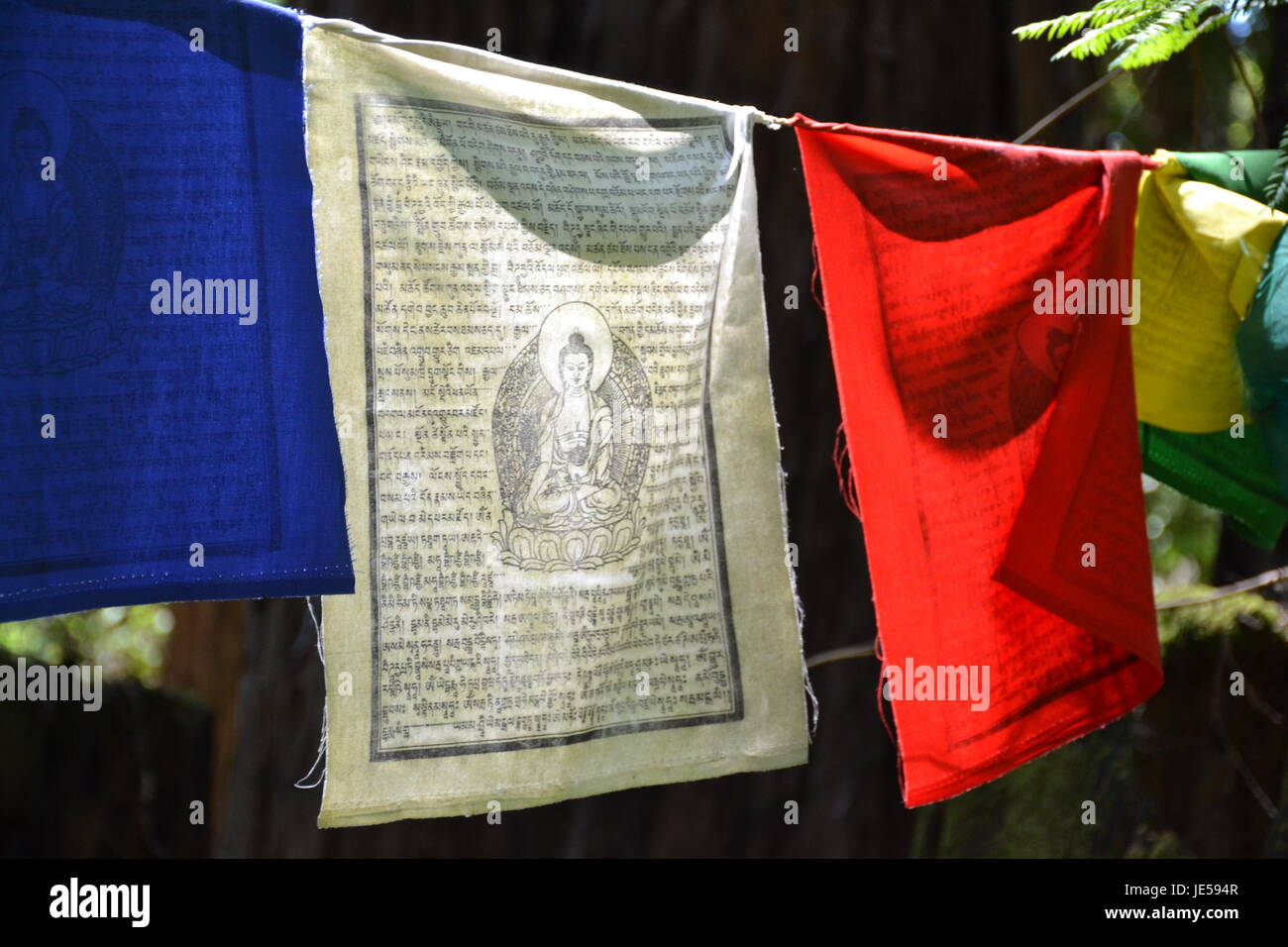 Prayer Flags in the Redwoods Stock Photo - Alamy
