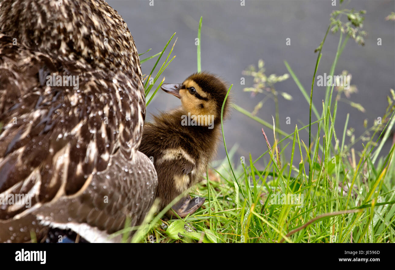 Mother Duck and Babies hidden in Saskatchewan Canada Stock Photo - Alamy