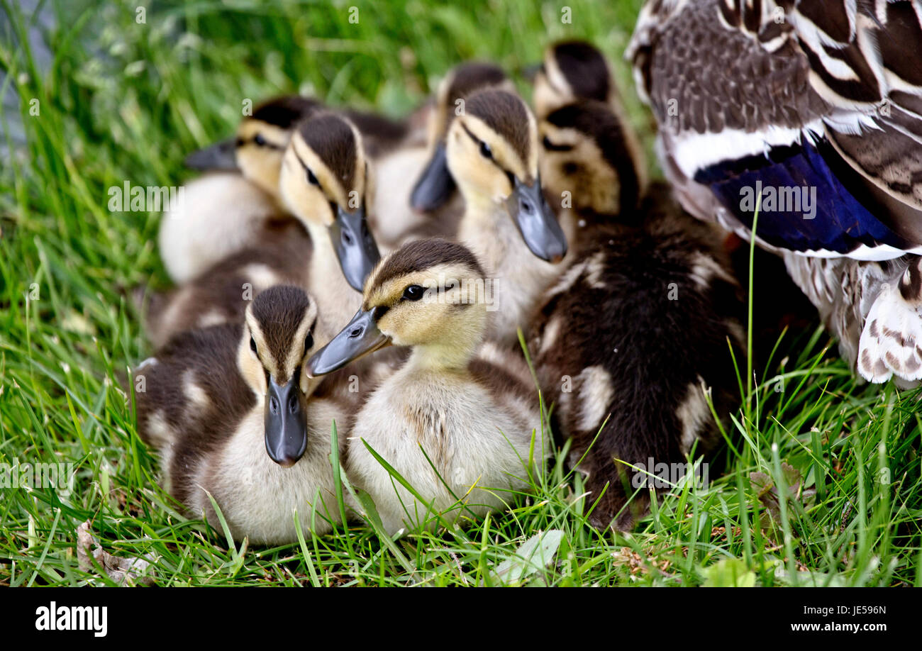 Mother Duck and Babies hidden in Saskatchewan Canada Stock Photo - Alamy