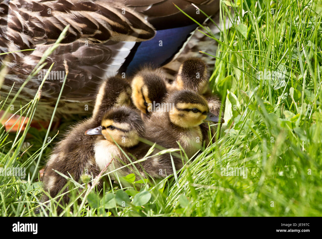 Mother Duck and Babies hidden in Saskatchewan Canada Stock Photo - Alamy