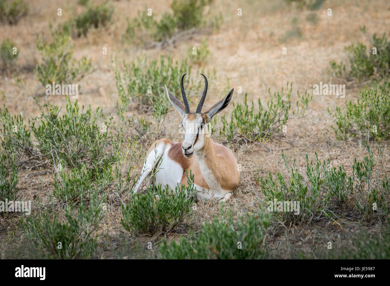 Springbok laying in the grass in the Kalagadi Transfrontier Park, South ...