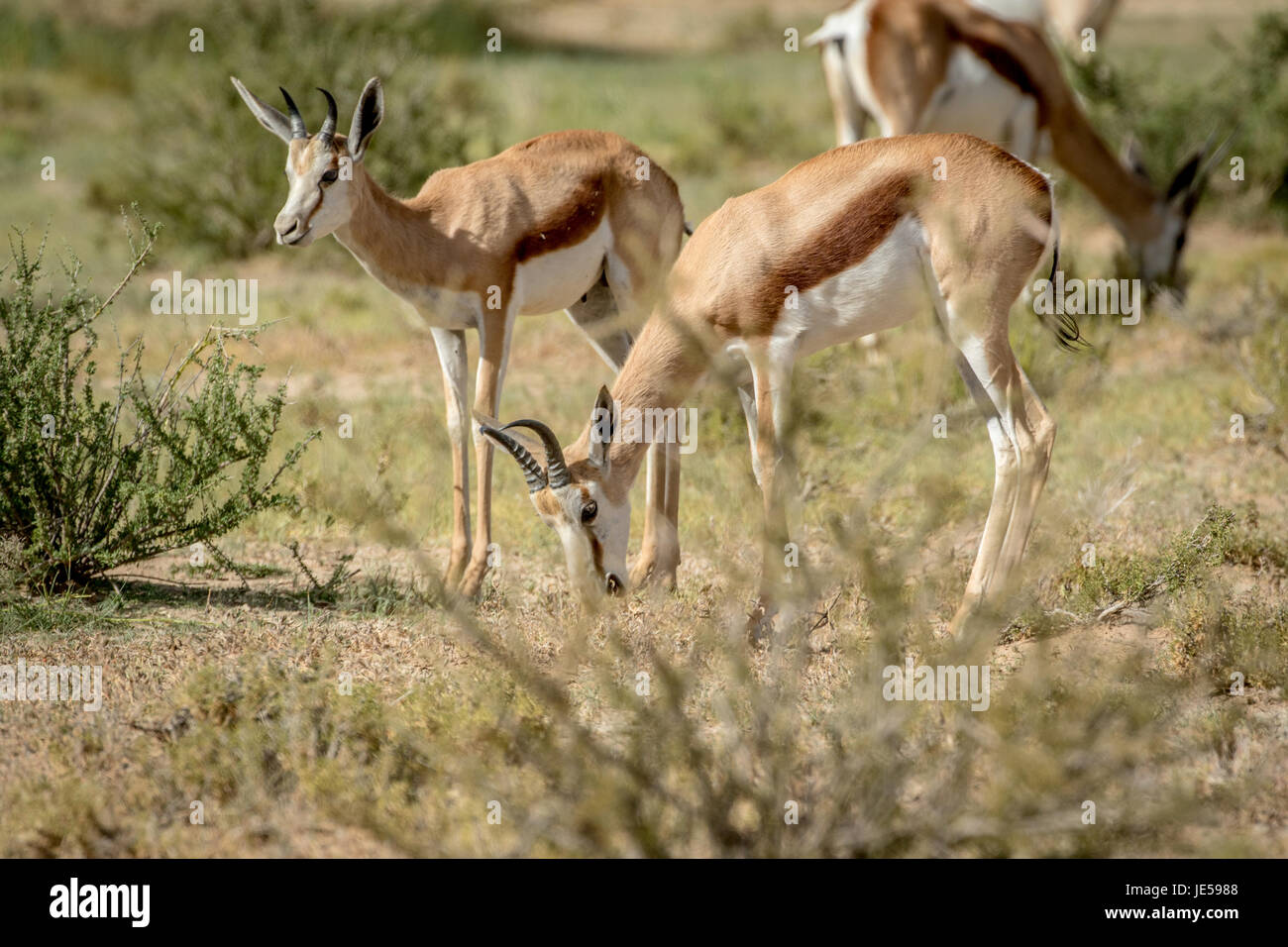 Herd of Springbok standing in the grass in the Kalagadi Transfrontier ...