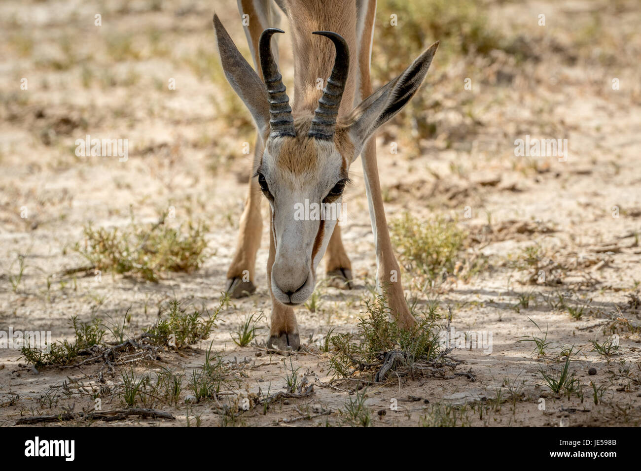 A springbuck in the kalahari hi-res stock photography and images - Alamy