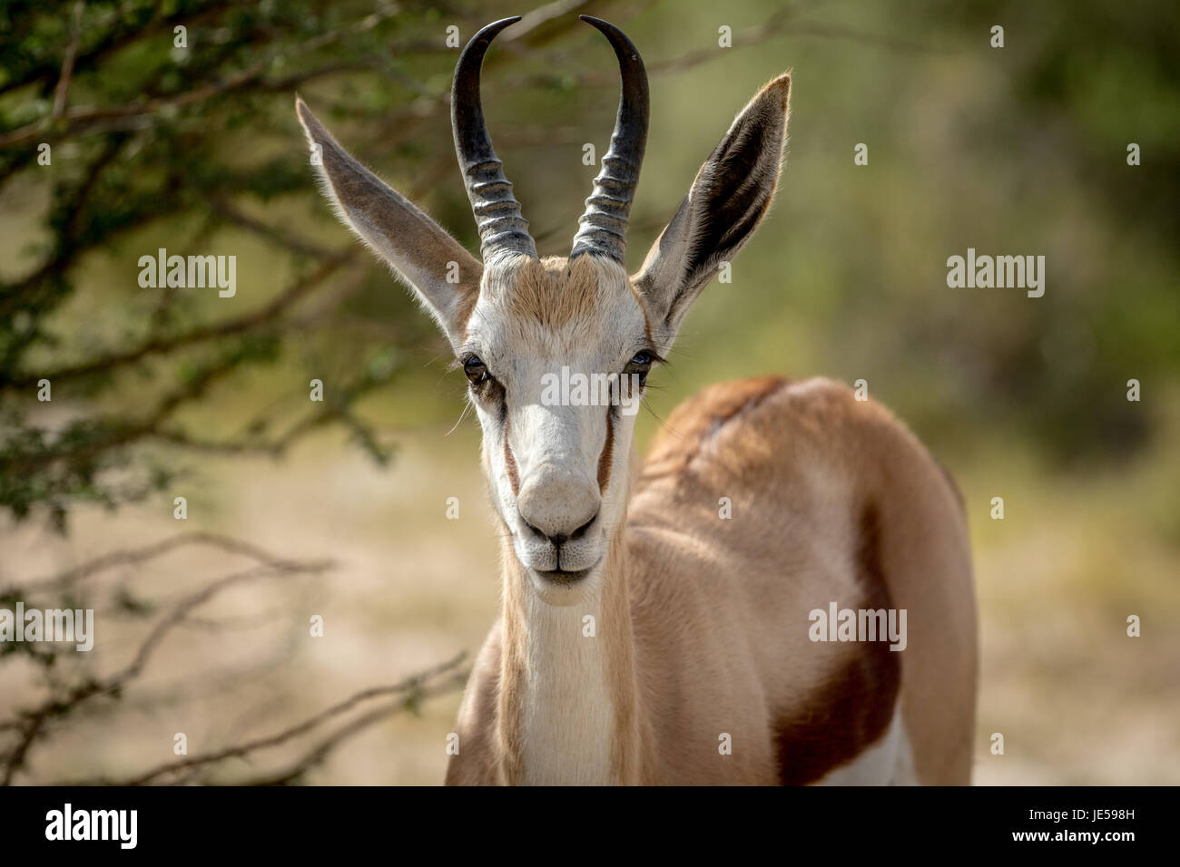 Close up of a Springbok in the Kalagadi Transfrontier Park, South ...