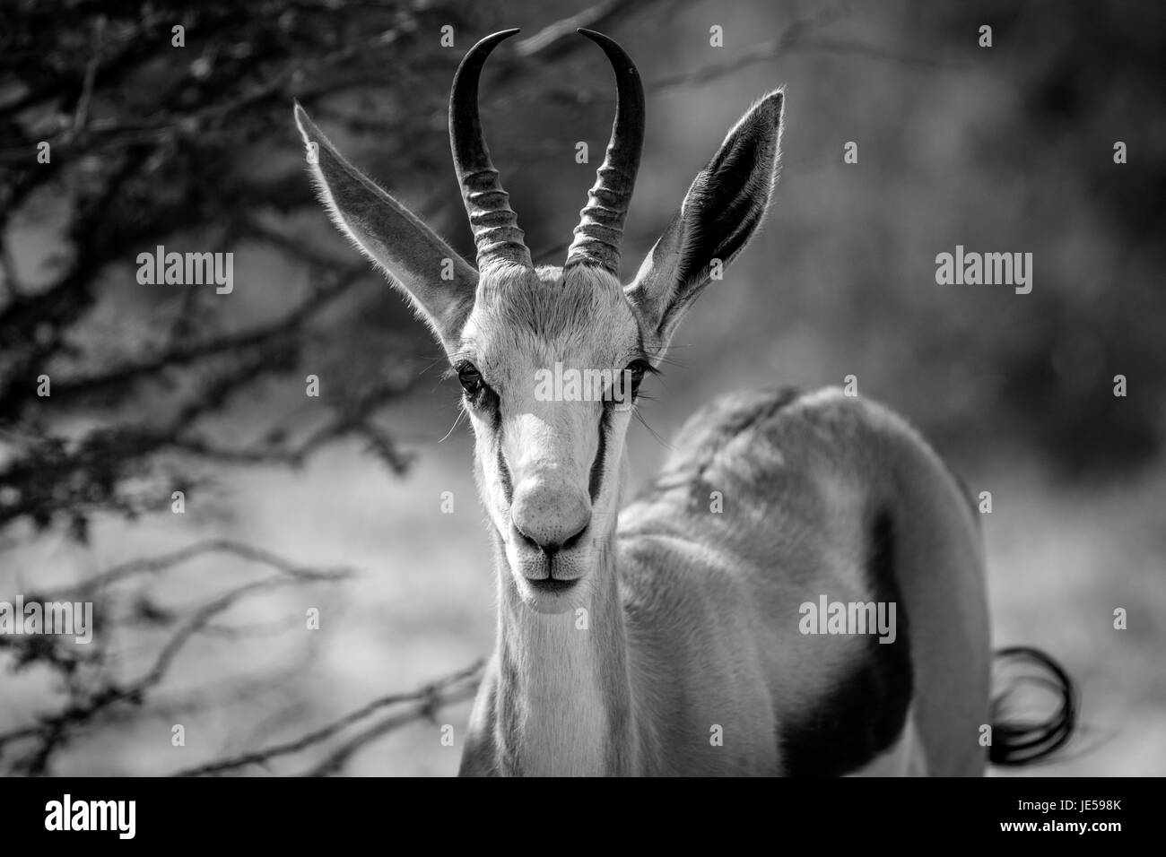 Close up of a Springbok in black and white in the Kalagadi ...