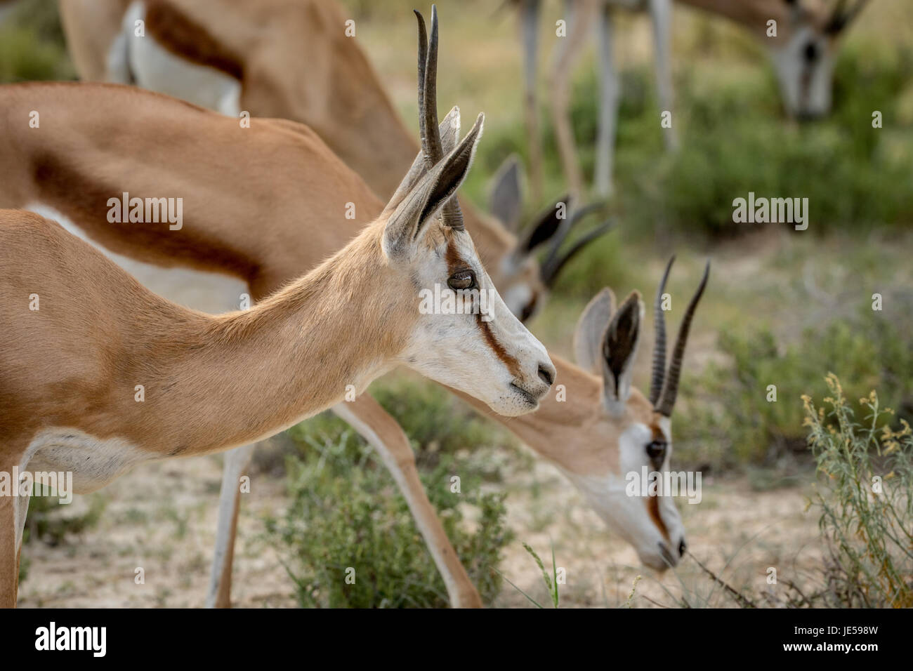 Close up of a Springbok in the Kalagadi Transfrontier Park, South ...