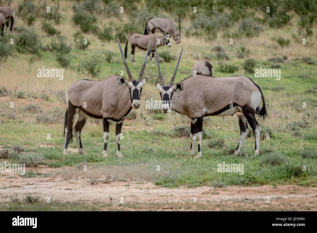 Two Oryx standing in the grass and starring at the camera in the ...