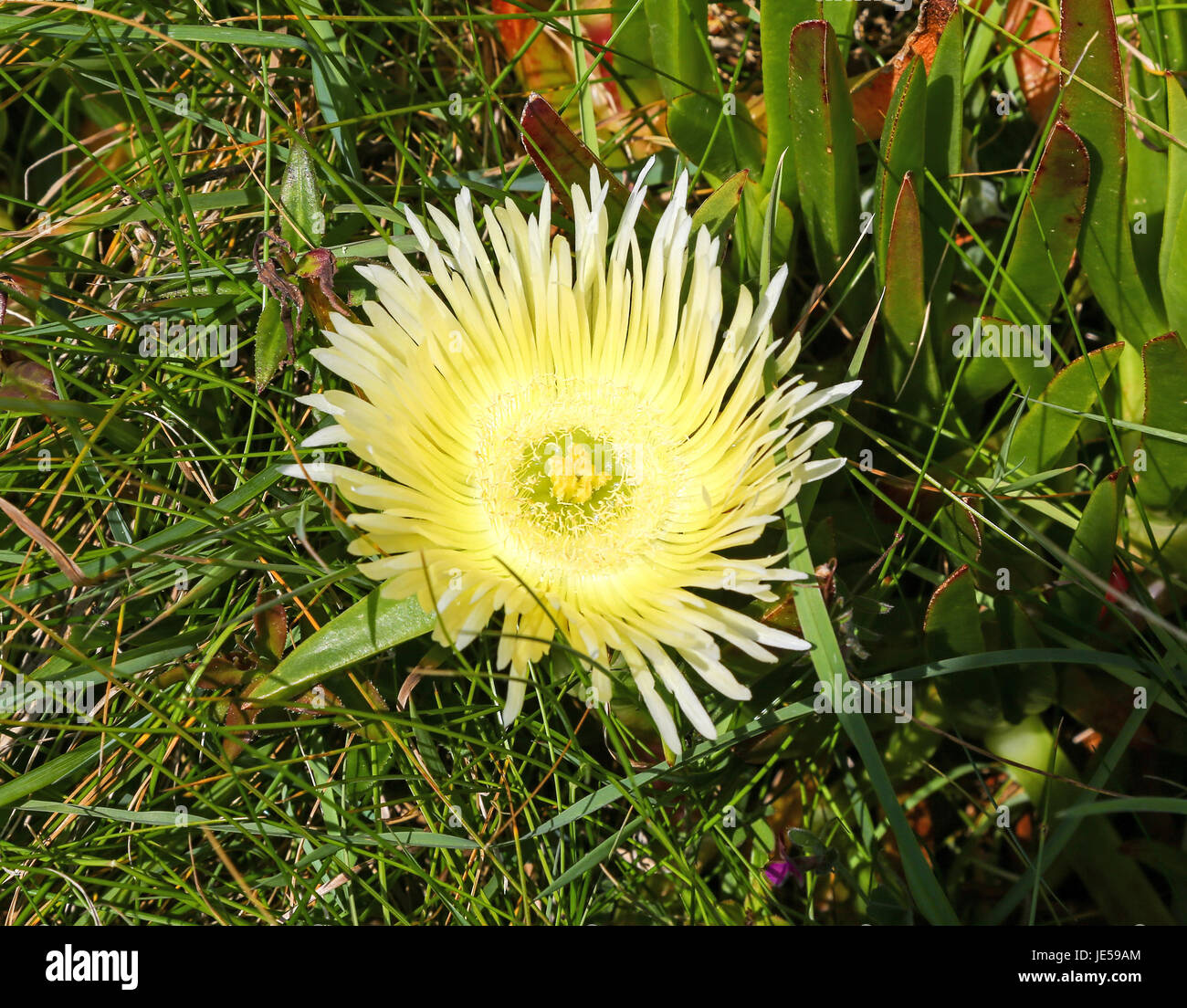 Carpobrotus hottentot fig flower hi-res stock photography and images ...