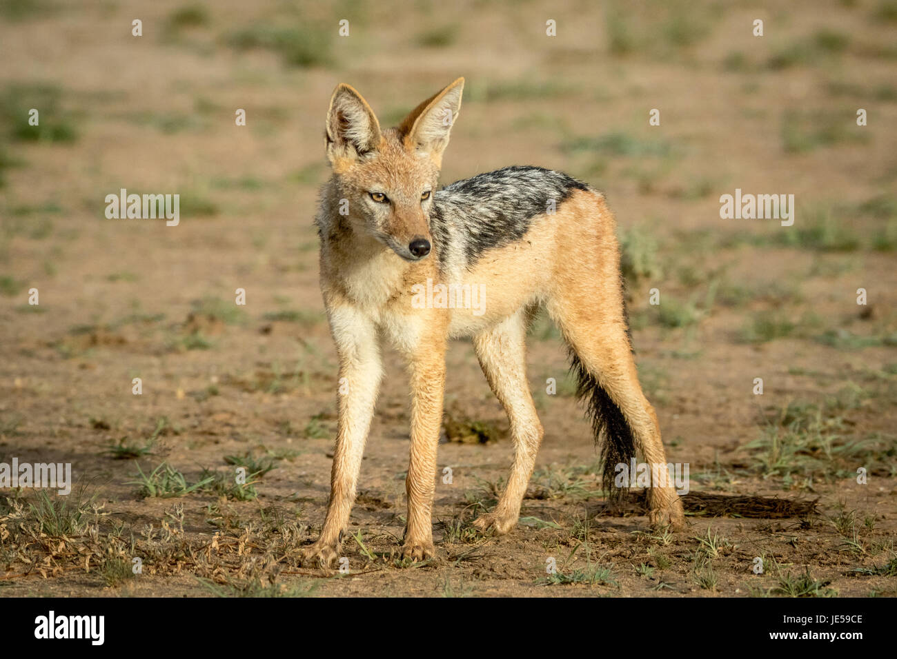 Black-backed jackal looking around in the Kalagadi Transfrontier Park ...