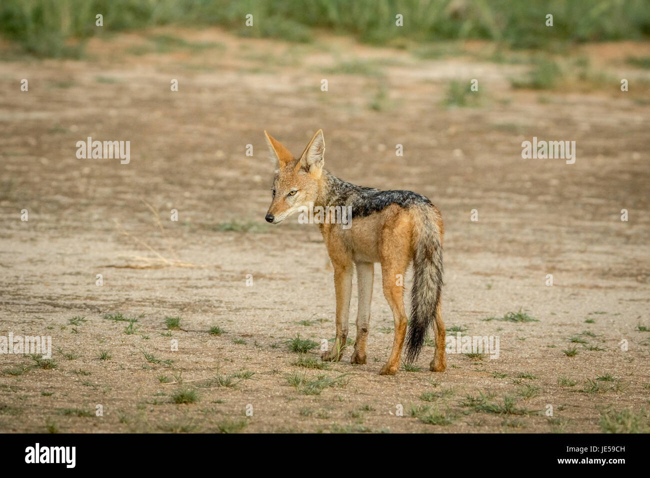 Black-backed jackal looking back in the Kalagadi Transfrontier Park ...