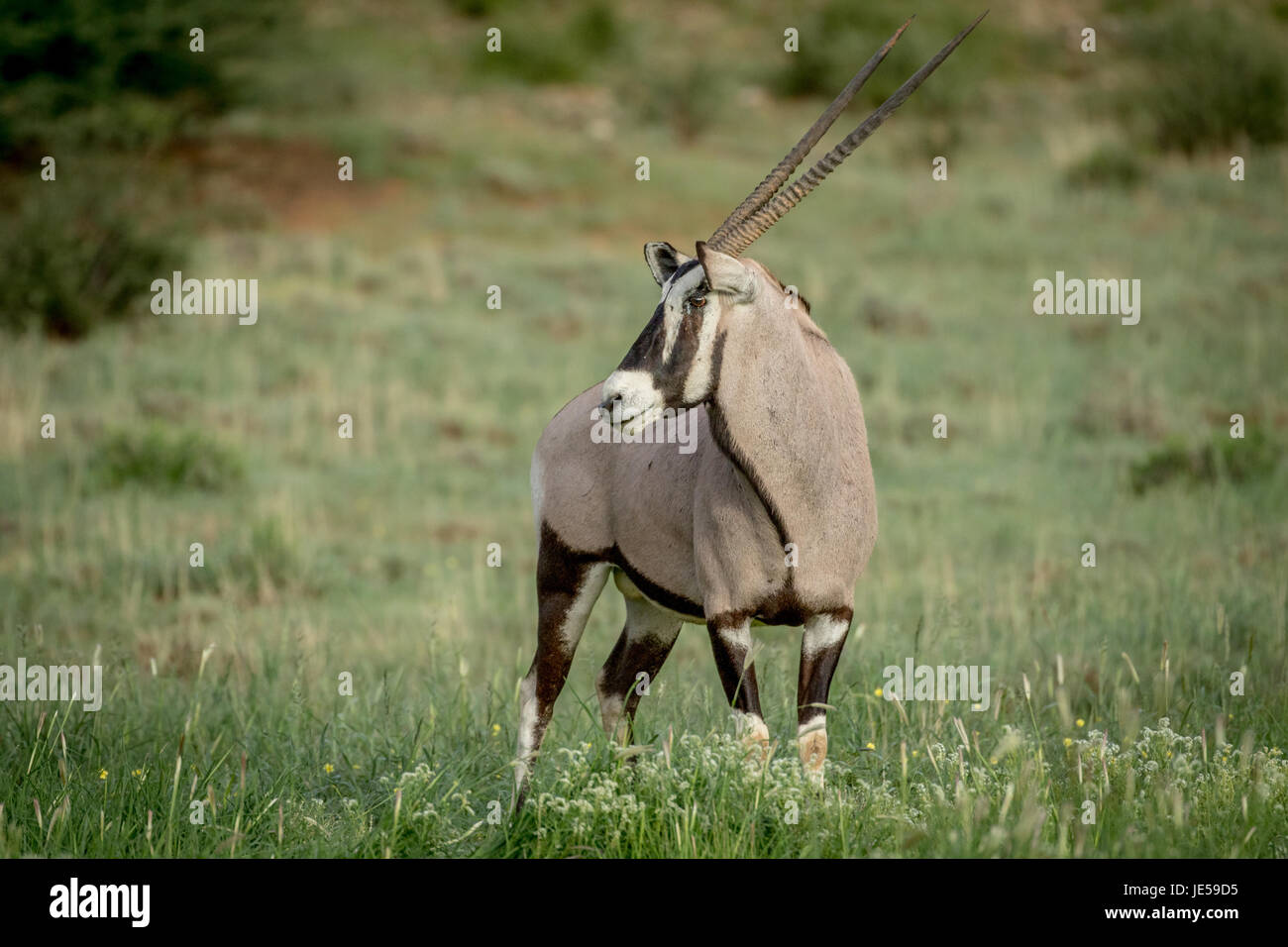 Side profile gemsbok in hi-res stock photography and images - Alamy
