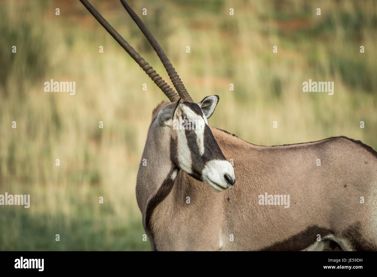 Side profile gemsbok in hi-res stock photography and images - Alamy