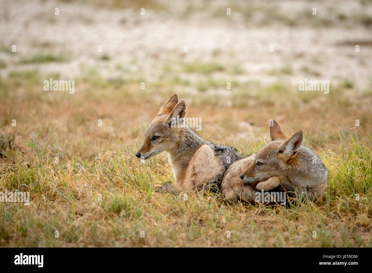 Two young Black-backed jackals laying in the grass in the Kalagadi ...
