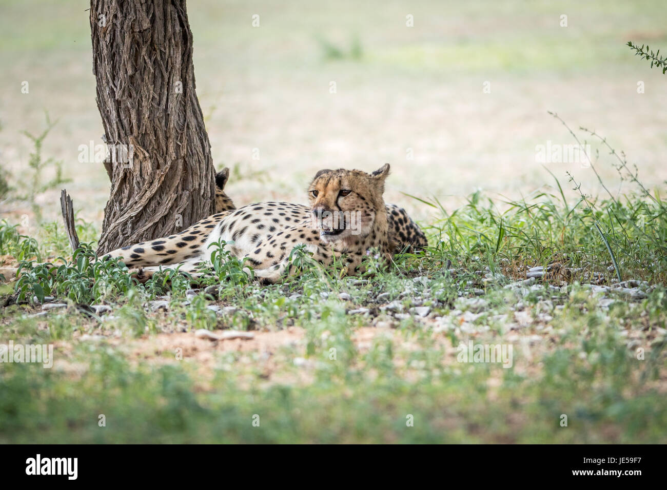 Cheetah laying in the grass under a tree in the Kalagadi Transfrontier ...