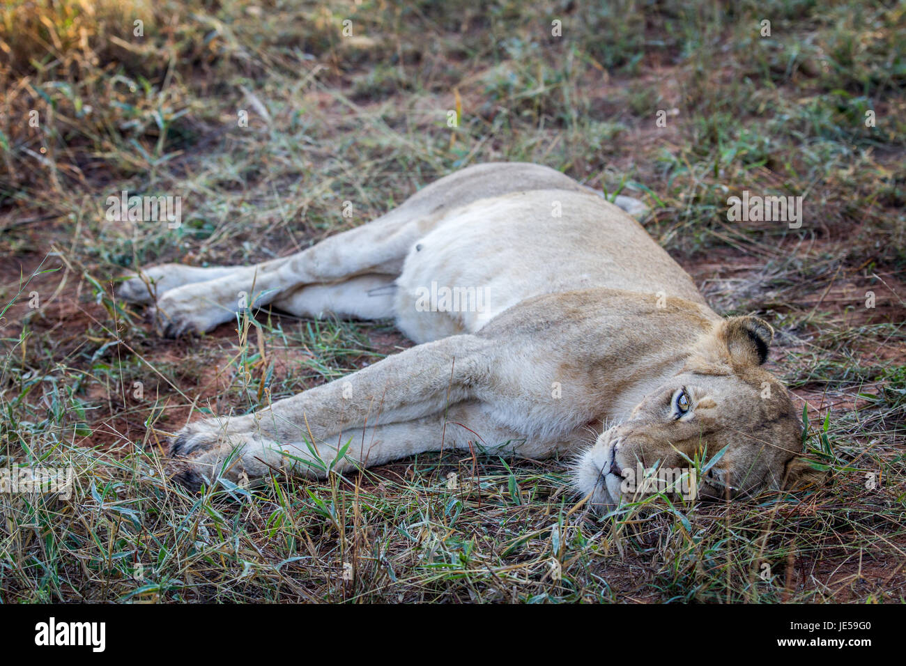 Angry lion kruger national park hi-res stock photography and images - Alamy