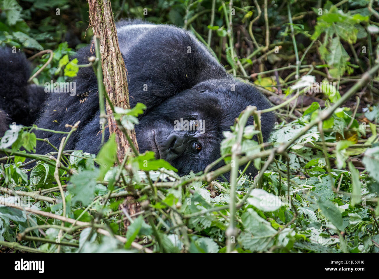 Primates trip uganda hi-res stock photography and images - Alamy