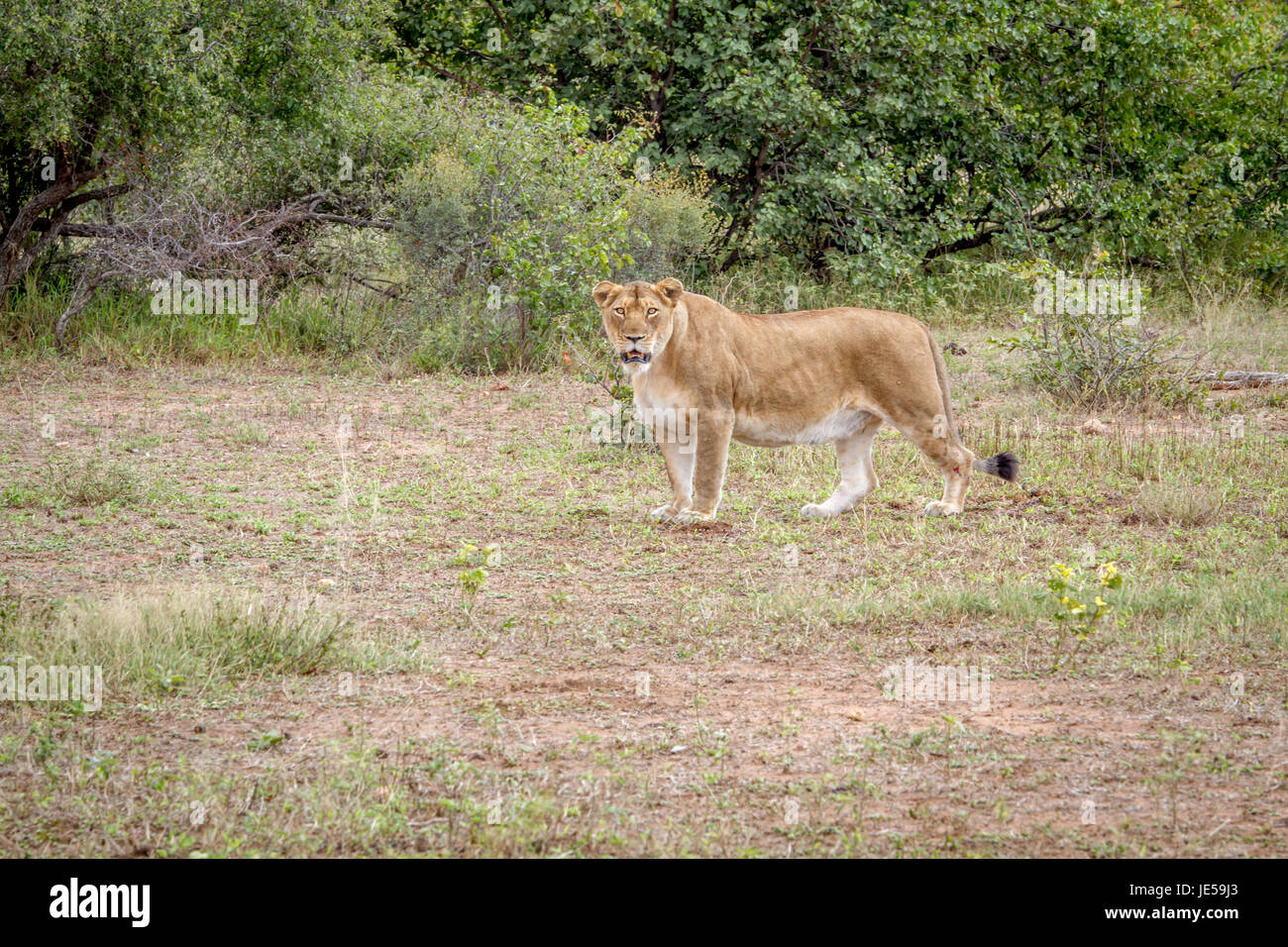 Big female Lion standing in the grass in the Kruger National Park ...