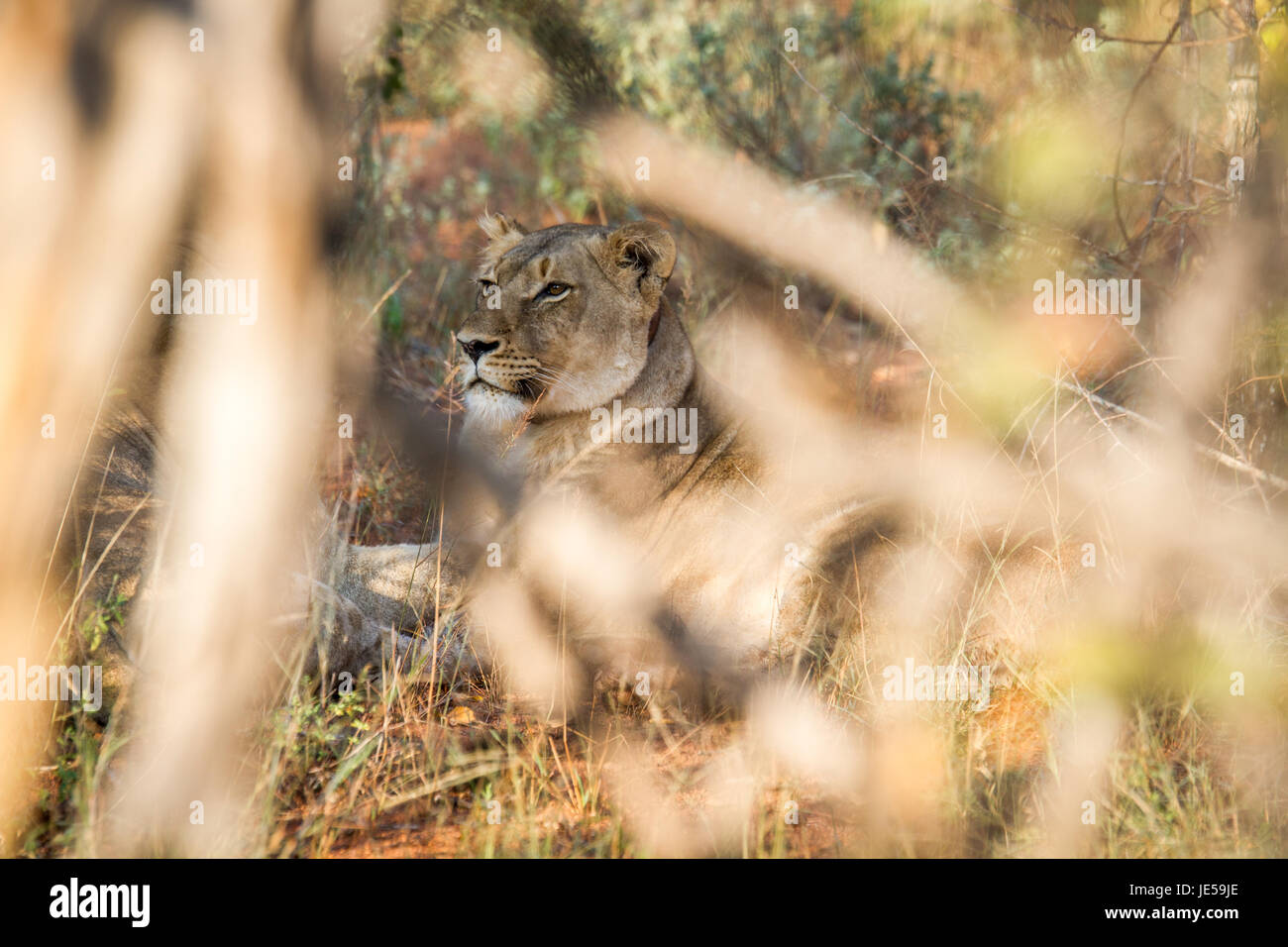 Female Lion hiding in the bush in the Kruger National Park, South ...