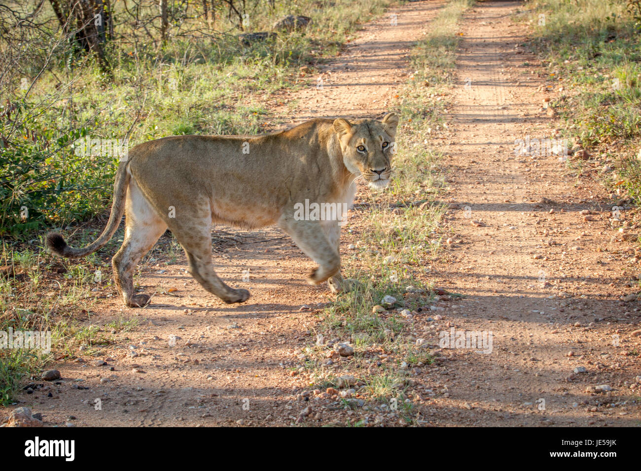 Big female Lion walking on a dirt road in the Kruger National Park ...