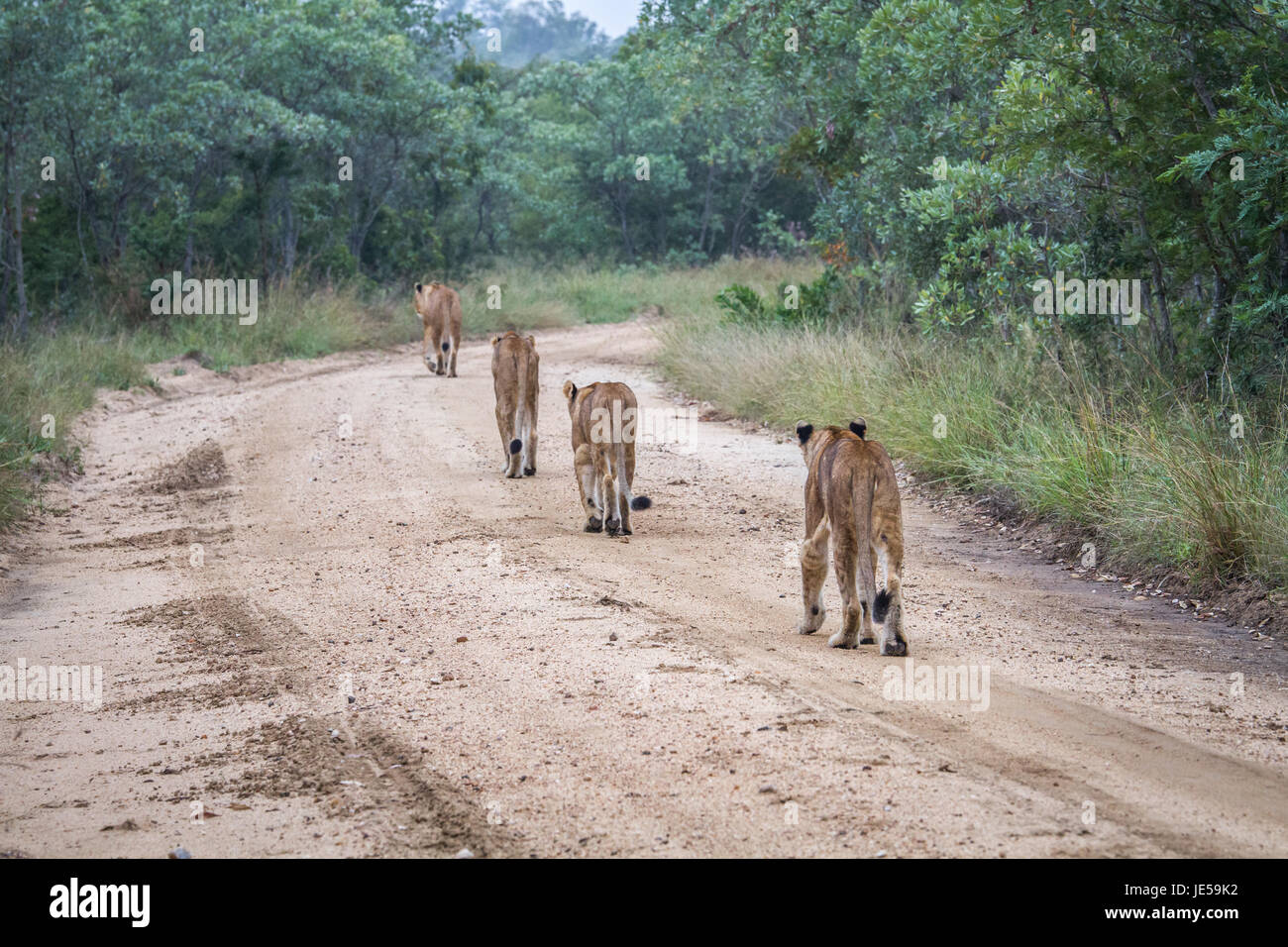 Lion Walking Away