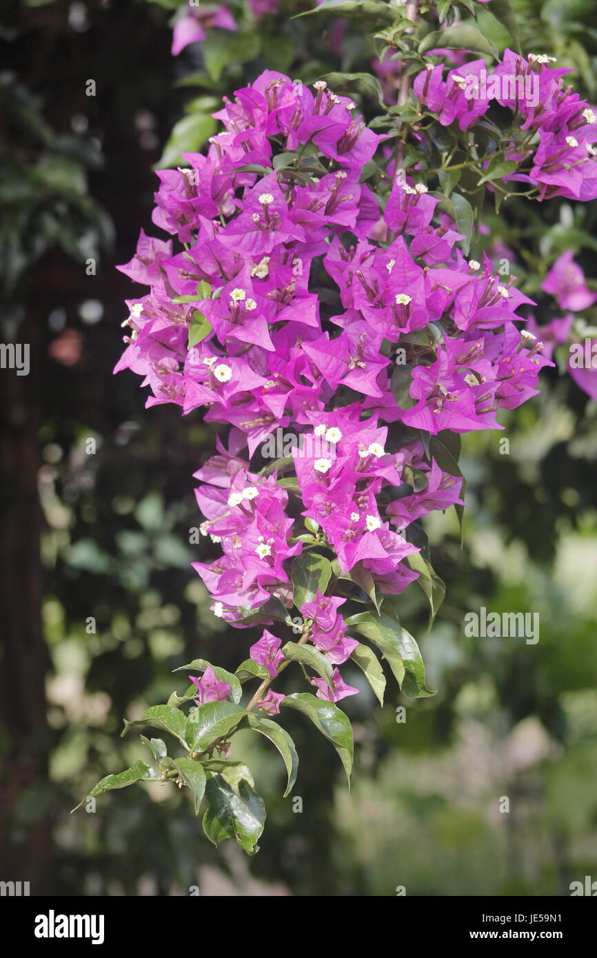 Fusion of violet and green Stock Photo - Alamy