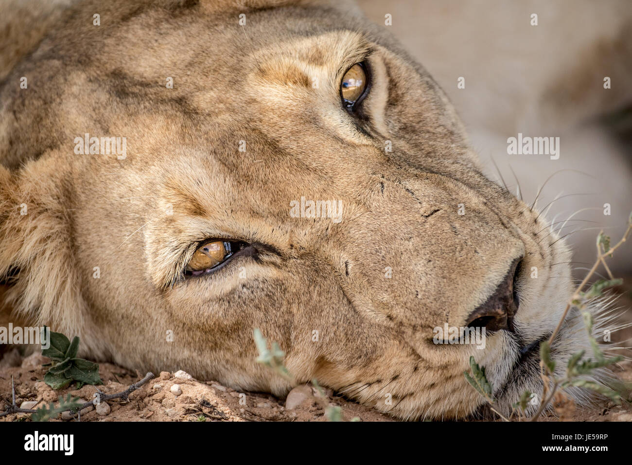 Lioness starring at the camera in the Kalagadi Transfrontier Park ...