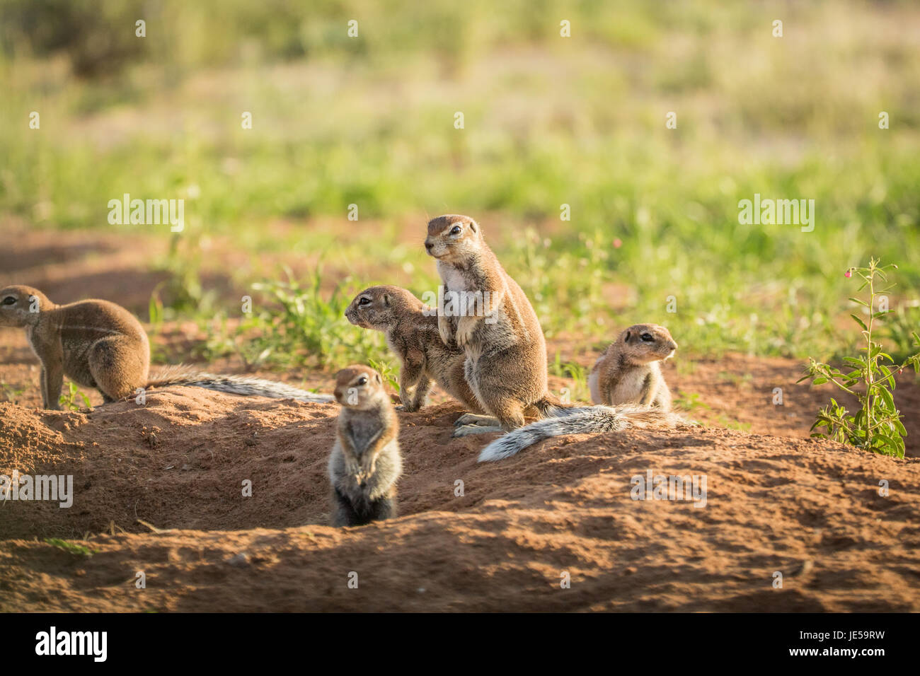 Group of Ground squirrels in the sand in the Kalagadi Transfrontier ...