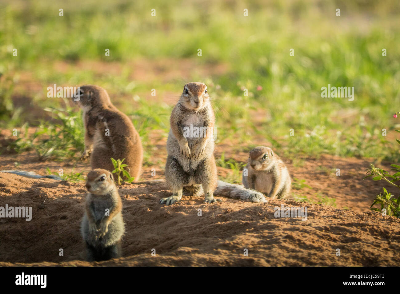 Group of Ground squirrels in the sand in the Kalagadi Transfrontier ...