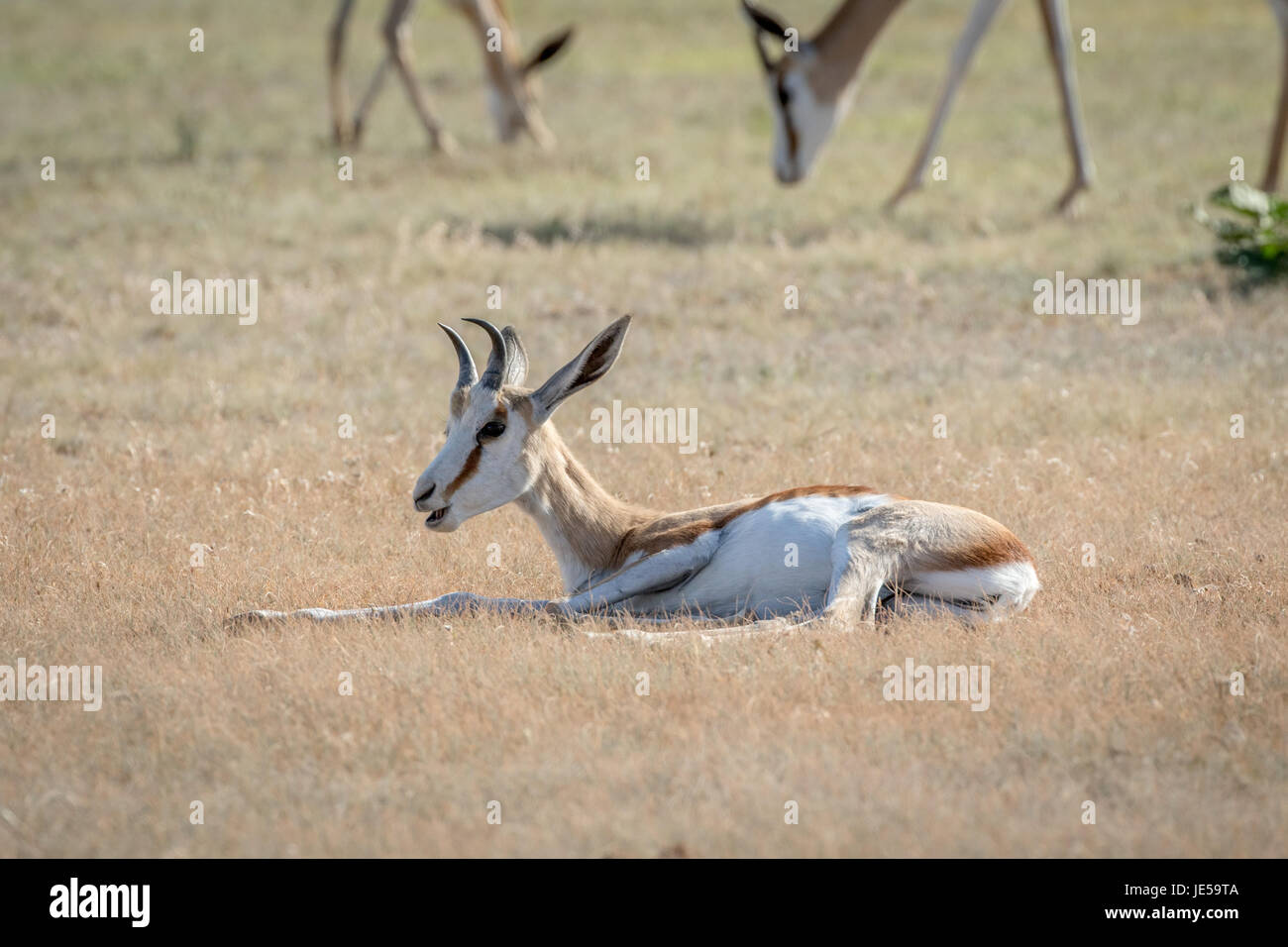 Springbok laying in the grass in the Kalagadi Transfrontier Park, South ...