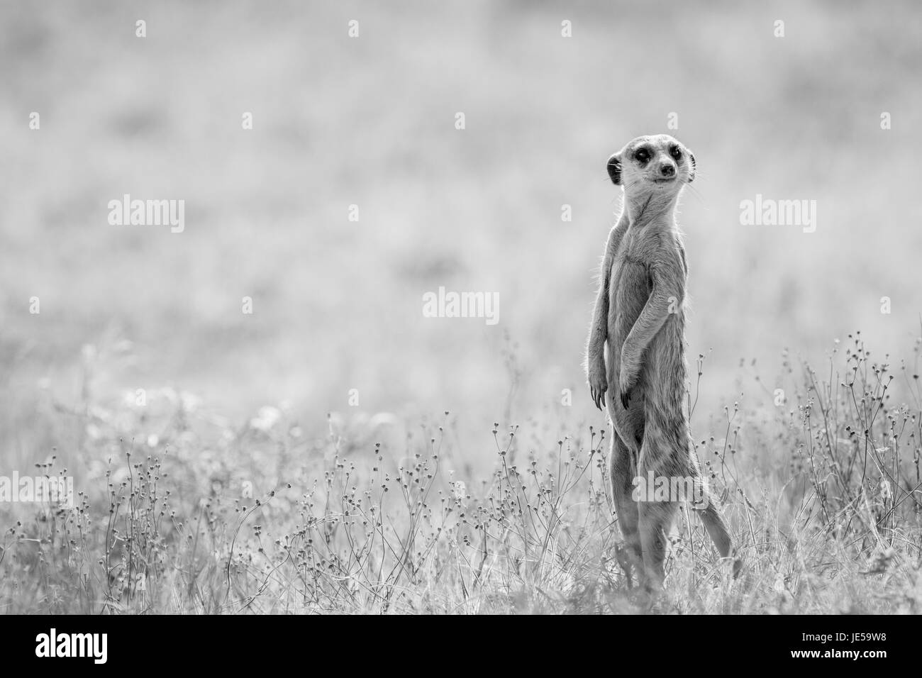 Meerkat on the look out in black and white in the Kalagadi ...