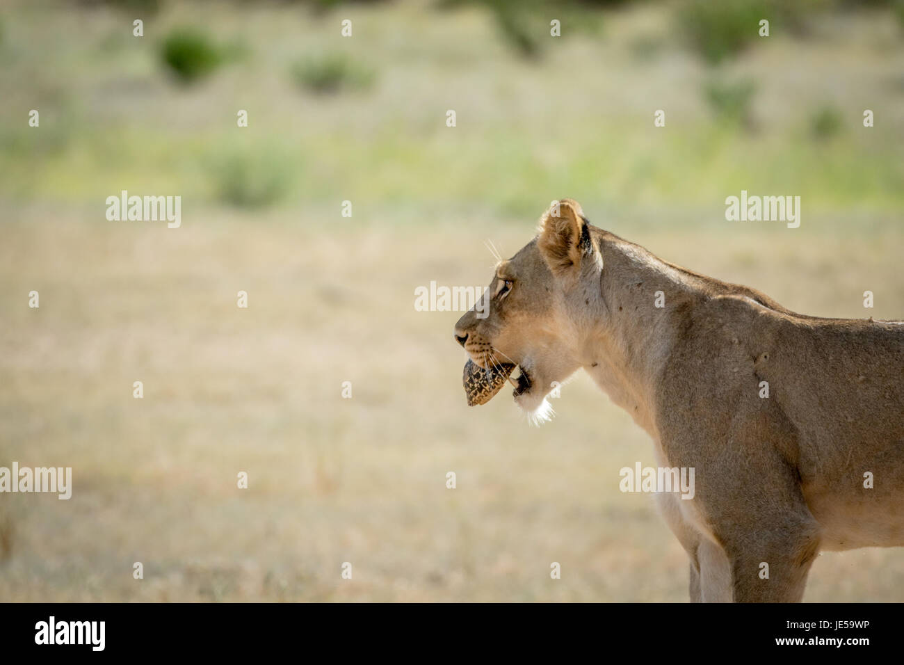 Lioness with a Leopard tortoise in the mouth in the Kalagadi ...