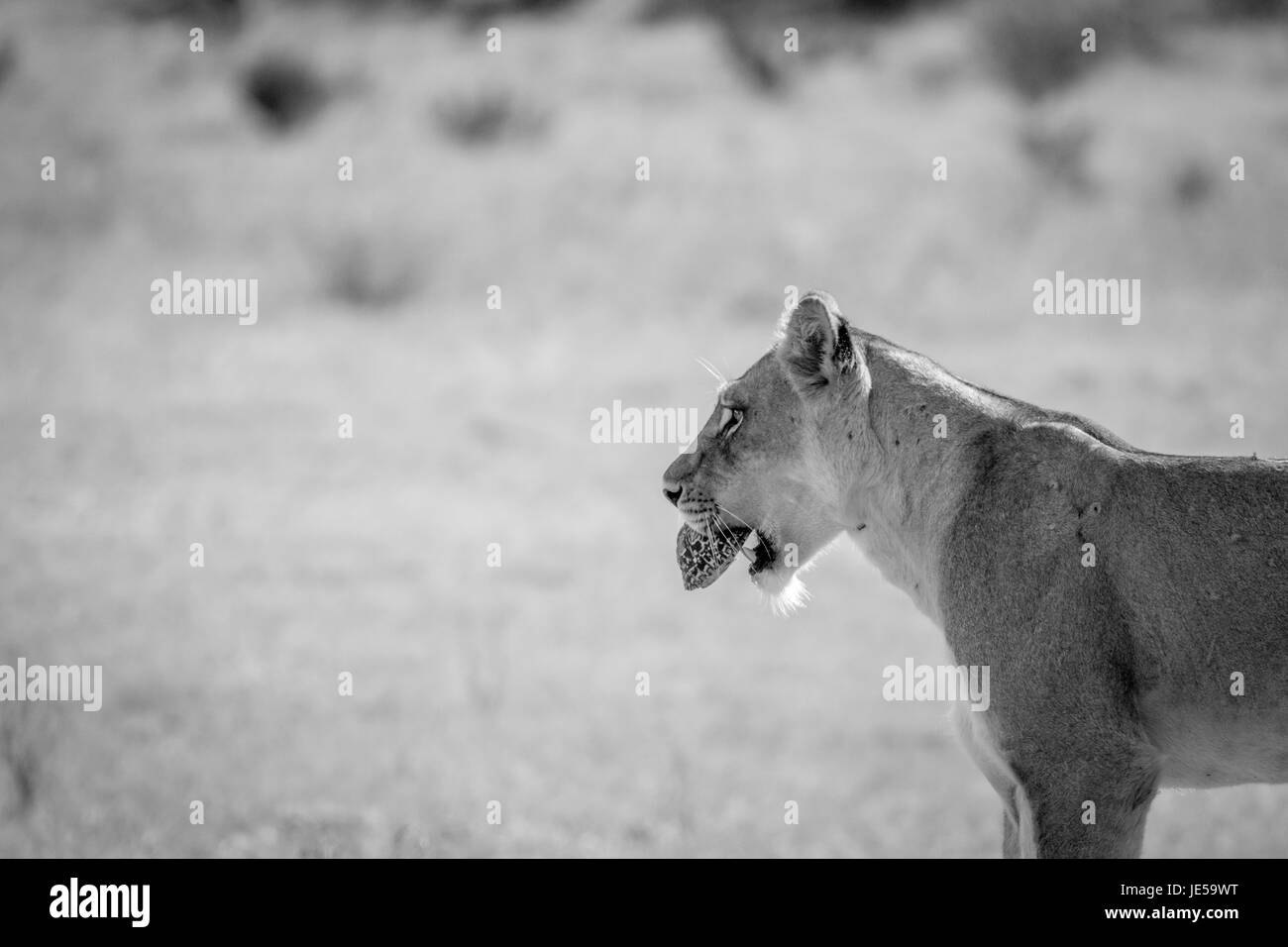 Lioness with a Leopard tortoise in the mouth in black and white in the ...