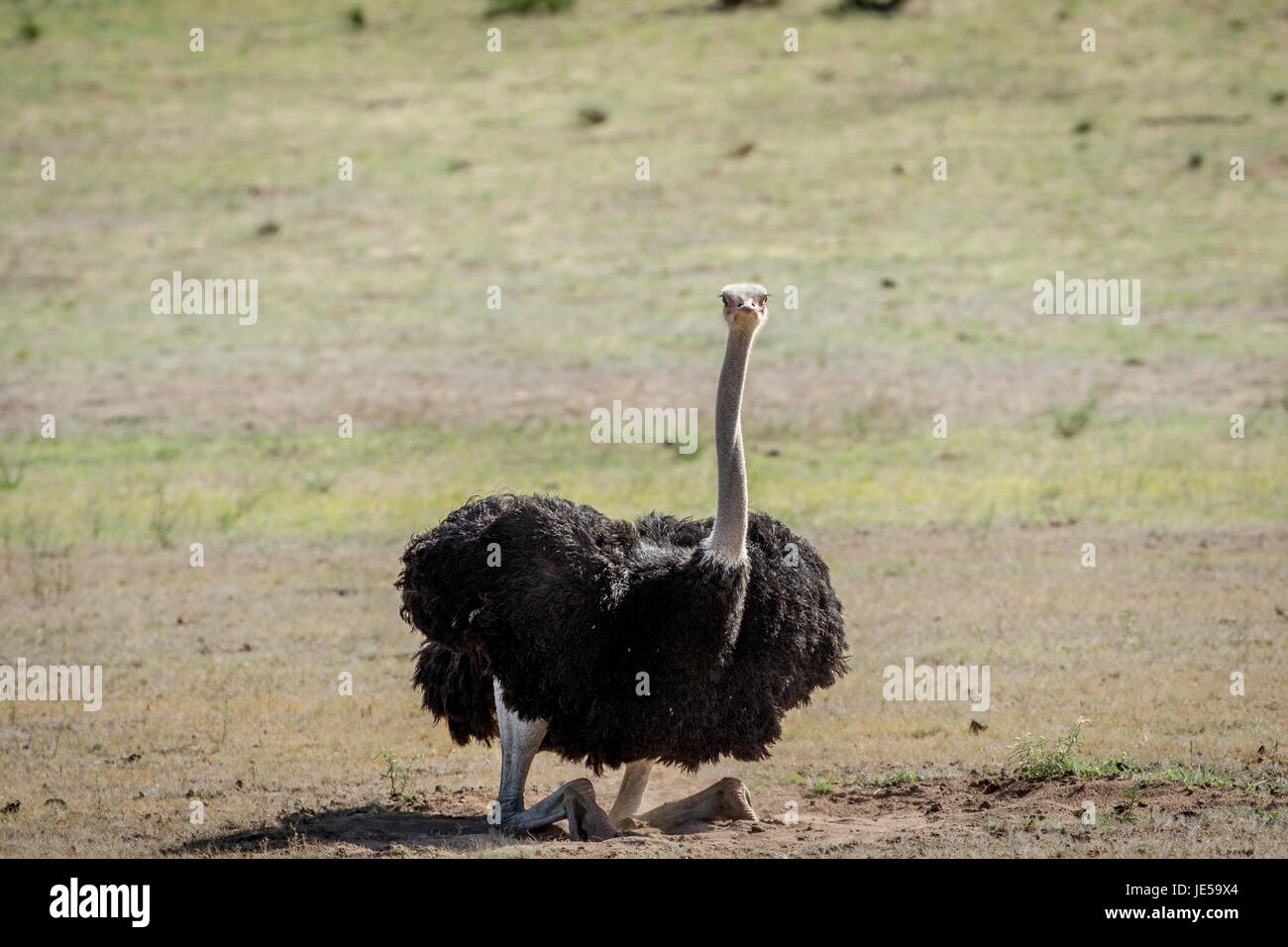 Ostrich getting ready to sit in the grass in the Kalagadi Transfrontier ...