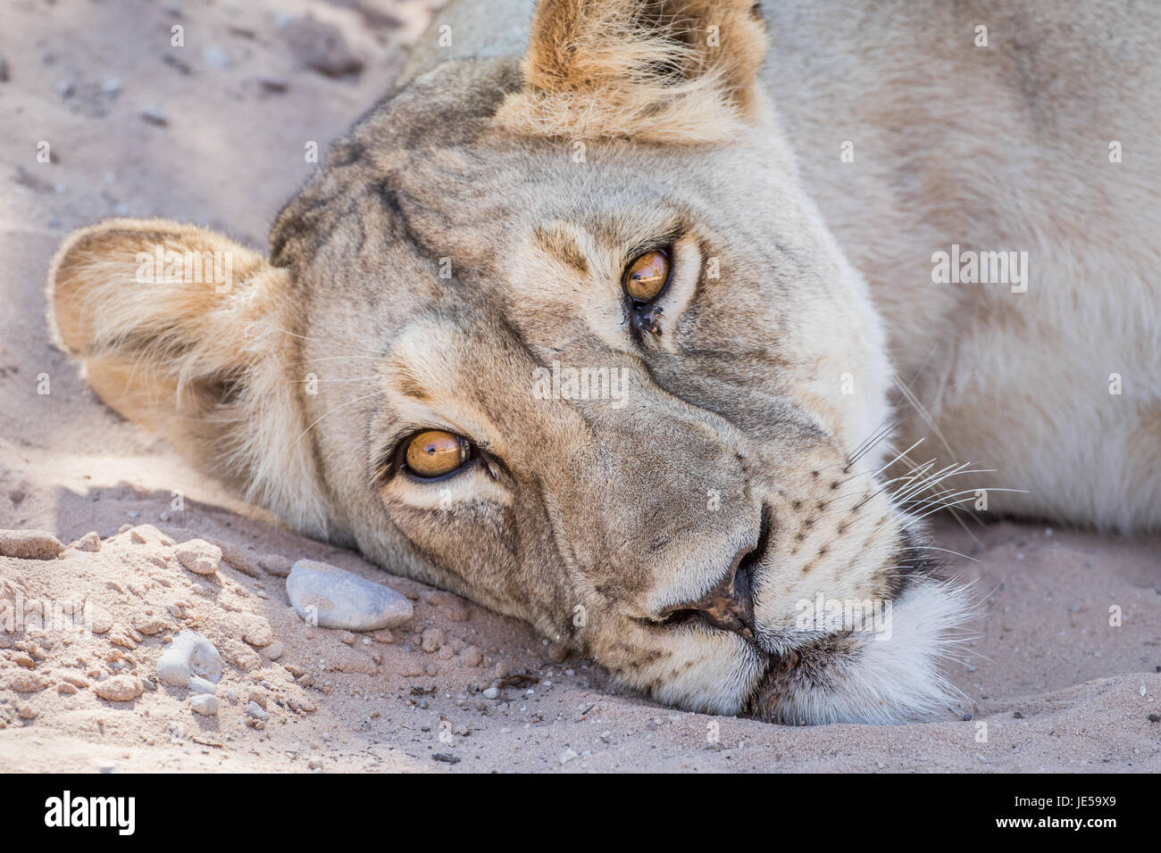Lion laying down and starring in the Kalagadi Transfrontier Park, South ...