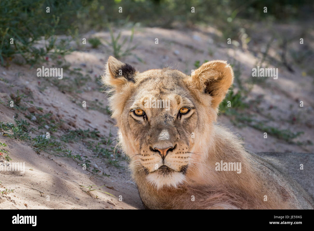Young male Lion starring at the camera in the Kalagadi Transfrontier ...