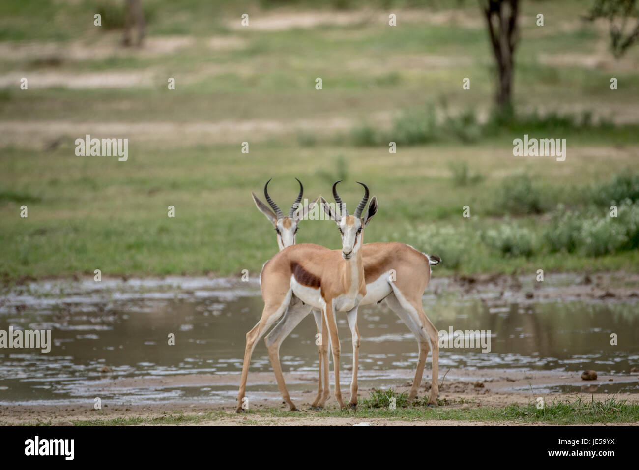 Two Springboks starring at the camera in the Kalagadi Transfrontier ...