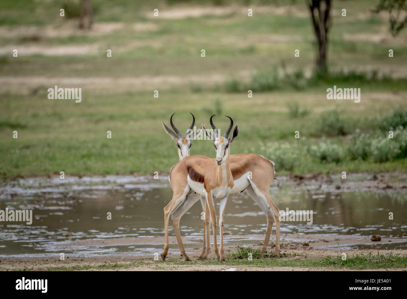 Two Springboks starring at the camera in the Kalagadi Transfrontier ...