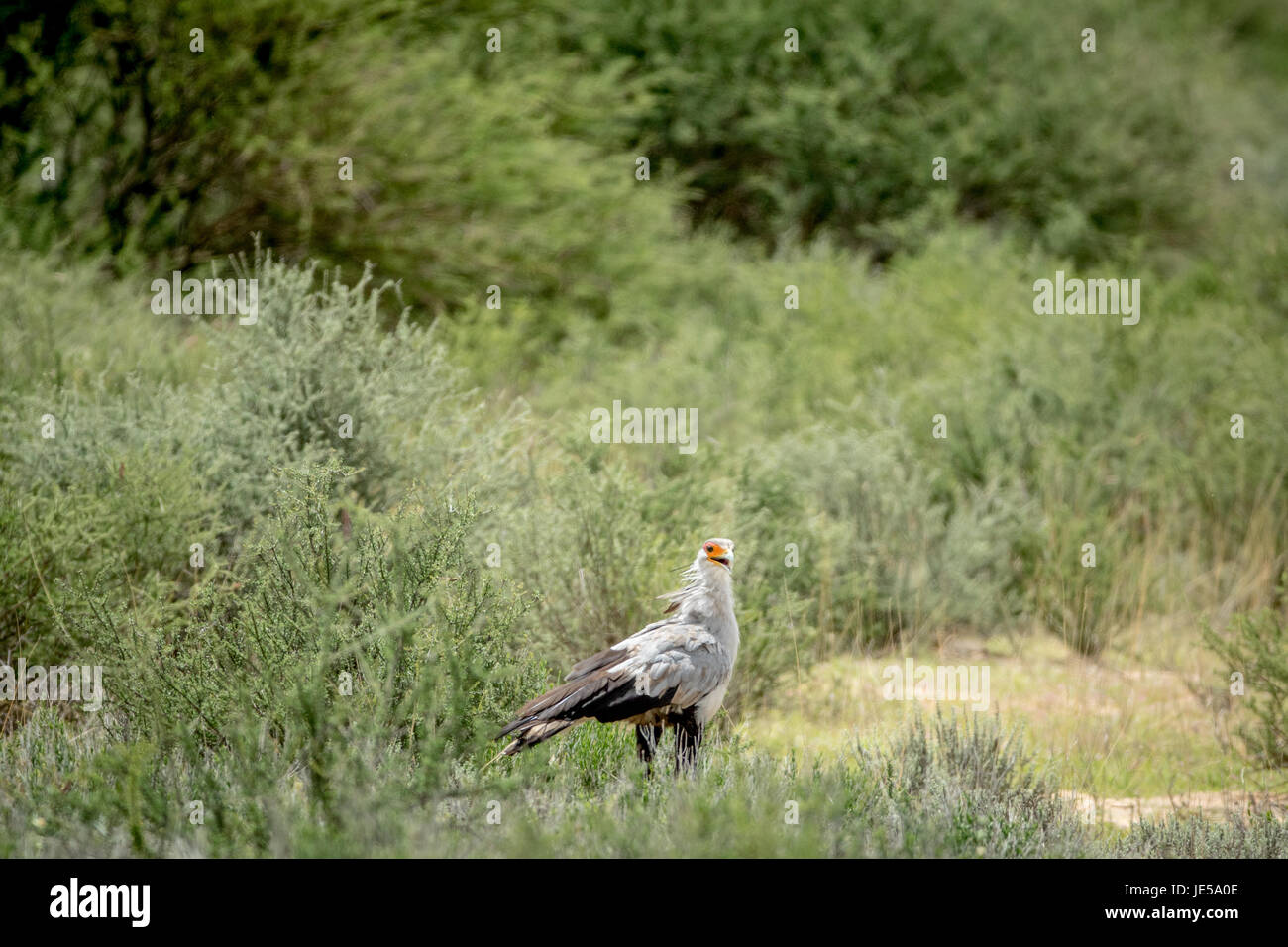 Secretary bird walking in the high grass in the Kalagadi Transfrontier ...